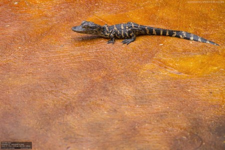 Cute Baby Gator – KirkSylvester.com